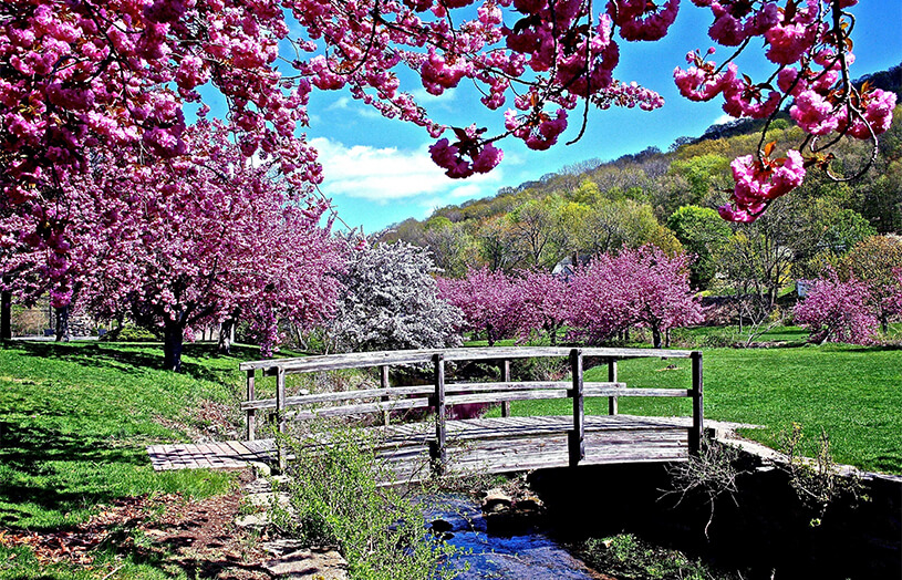 Where To See Cherry Blossoms In New Jersey – 2025 | VisitNJ.org