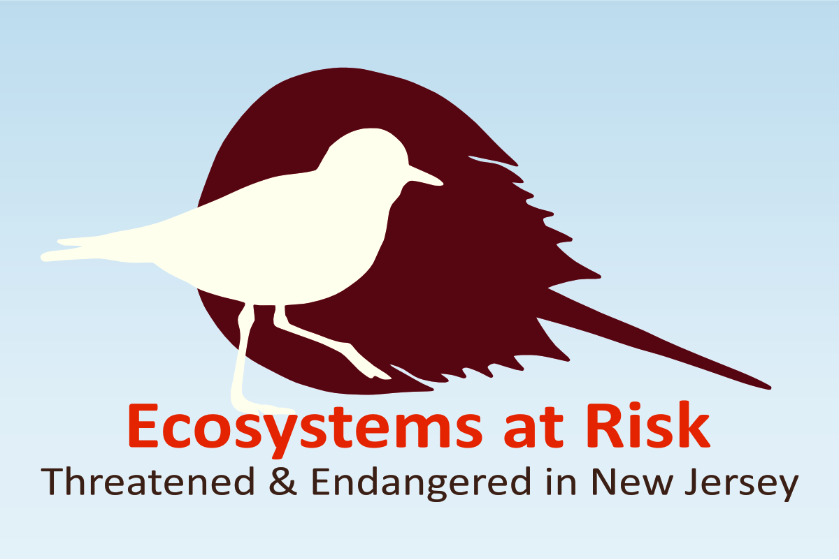 Ecosystems at Risk: Threatened and Endangered in New Jersey | VisitNJ.org