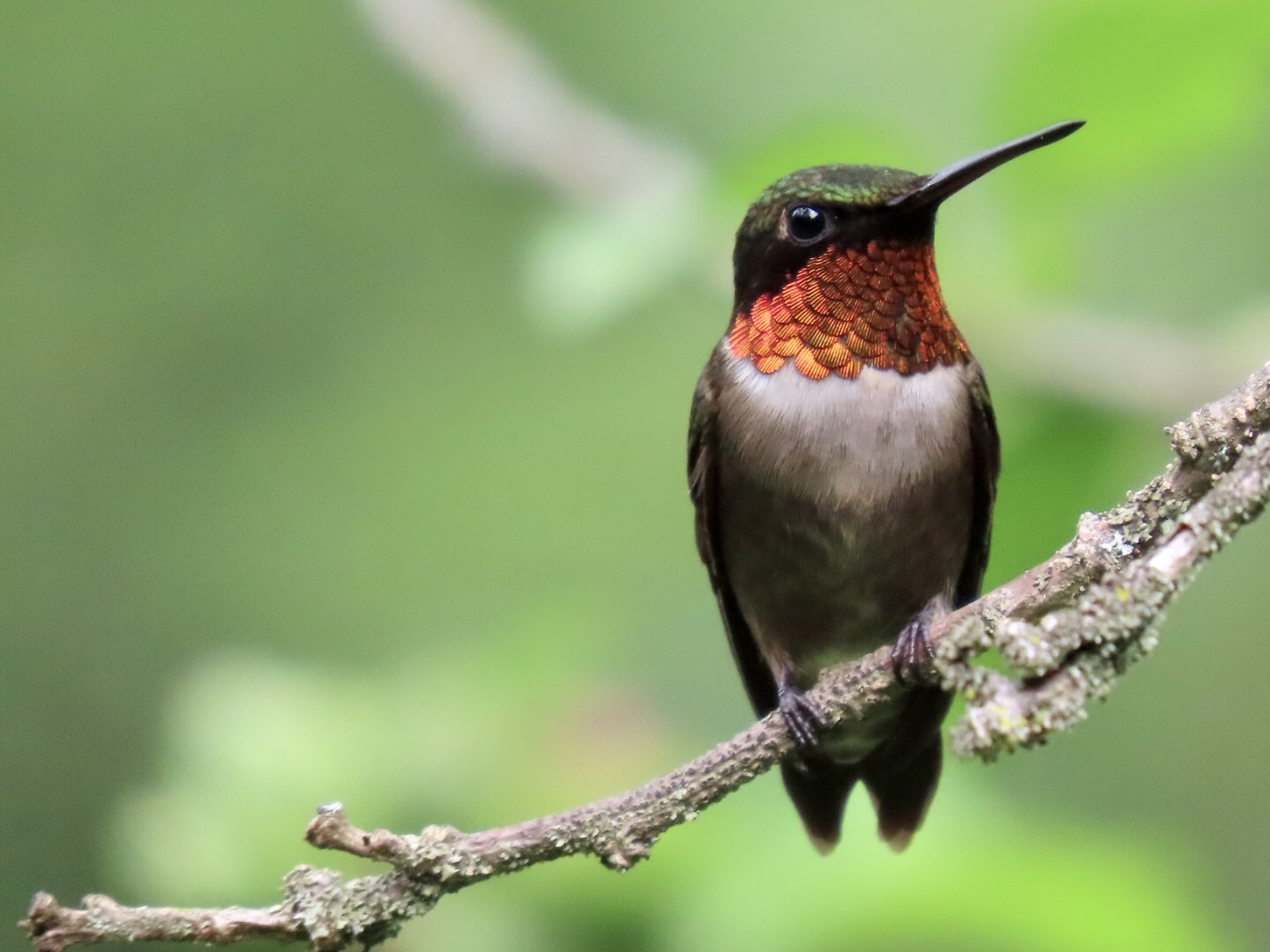 Spring Migration Bird Walk at Estell Manor | VisitNJ.org