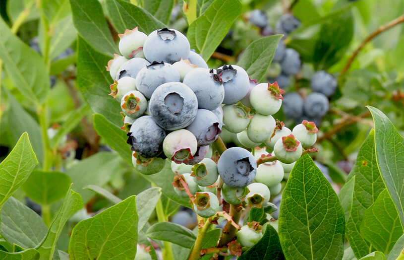 New Jersey Blueberries: The State’s Sweetest Crop | VisitNJ.org