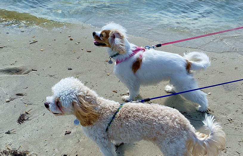 NJ Dog-Friendly Places: Beaches, Hotels, Restaurants & More | VisitNJ.org