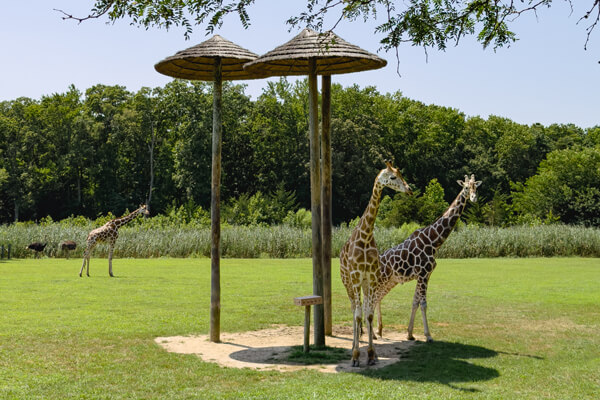 Zoos & Aquariums in New Jersey | VisitNJ.org