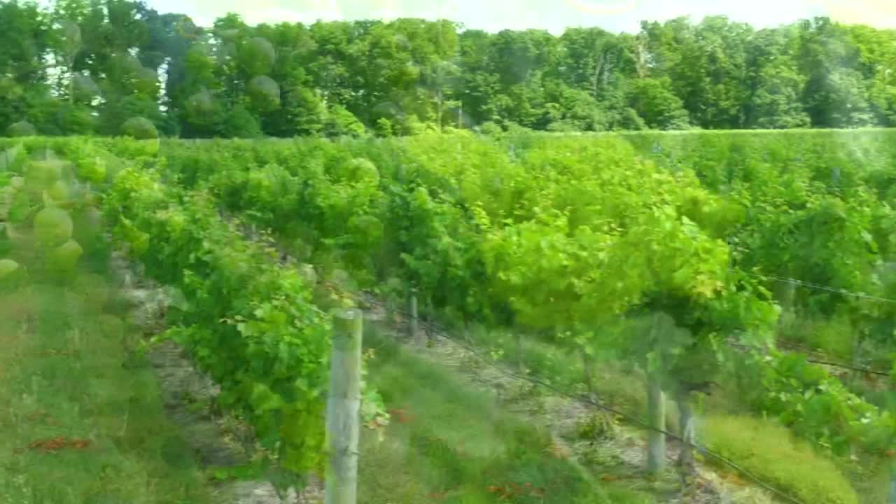 Bellview Winery | VisitNJ.org