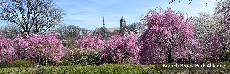 Springtime in NJ: Where to Catch the Garden State in Full Bloom ...