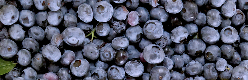 New Jersey Blueberries: The State’s Sweetest Crop | VisitNJ.org