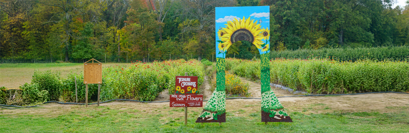 Sunflower Fields in New Jersey for Pick-Your-Own Fun | VisitNJ.org