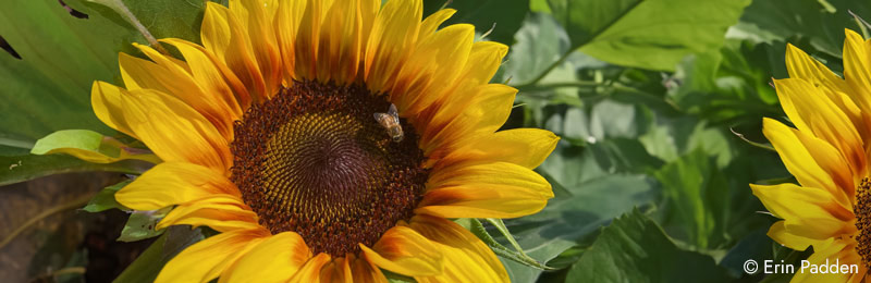 Sunflower Fields in New Jersey for Pick-Your-Own Fun | VisitNJ.org