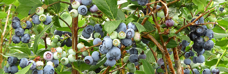 New Jersey Blueberries: The State’s Sweetest Crop | VisitNJ.org