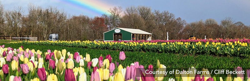 Springtime in NJ: Where to Catch the Garden State in Full Bloom ...