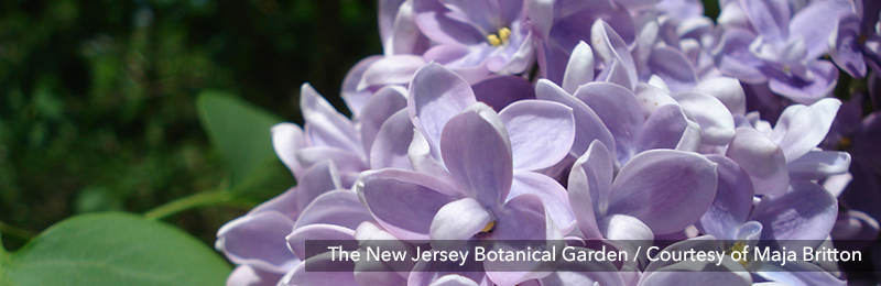 Springtime in NJ: Where to Catch the Garden State in Full Bloom ...