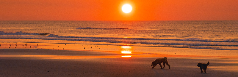 NJ Dog-Friendly Places: Beaches, Hotels, Restaurants & More | VisitNJ.org