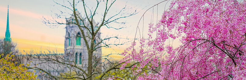 Where To See Cherry Blossoms In New Jersey: Petal Power | VisitNJ.org