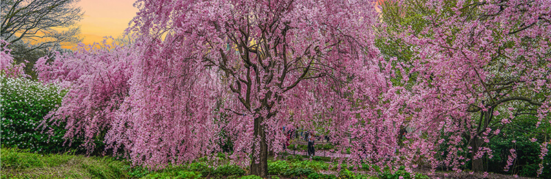 Where To See Cherry Blossoms In New Jersey: Petal Power | VisitNJ.org