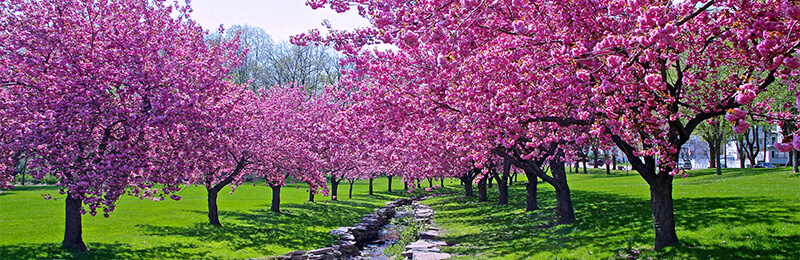 Where To See Cherry Blossoms In New Jersey: Petal Power | VisitNJ.org