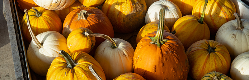 Your Guide to Corn Mazes and Pumpkin Patches in New Jersey | VisitNJ.org