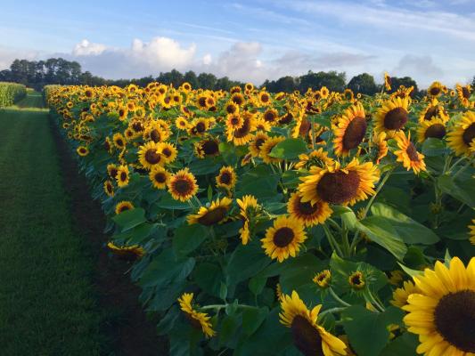 Holland Ridge Farms | VisitNJ.org