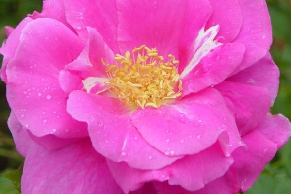 Essex County Rose Garden at Brookdale Park | VisitNJ.org